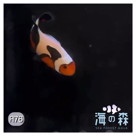 A76達芬奇丑魚3 5 4 5cm 海之森水族
