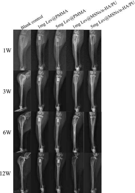 Performance Of X Ray Imaging In Each Group At 3 Week 6 Weeks And 12