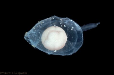 Common Newt Egg Photo WP