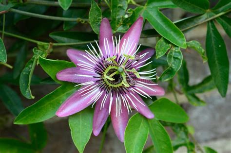 Pink Passionflower Passiflora Victoria Close Up Of Flower Stock Image Image Of Wildflower