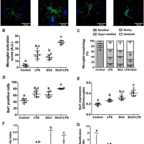 Ca1 Hippocampal Mg Response To Toxins A Iba1 Immunofluorescence Of