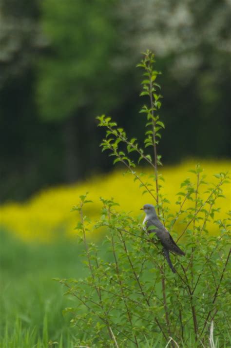 カッコーが鳴きリスが遊ぶ ペンション あるびおん