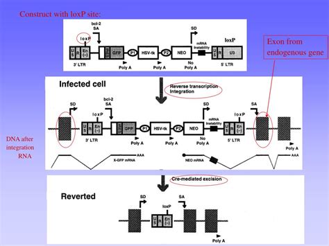 Ppt Gene Trapping Powerpoint Presentation Free Download Id858808
