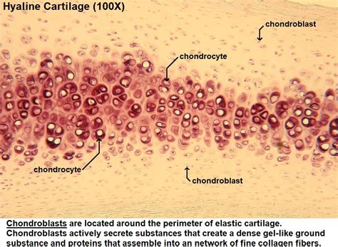 Hyaline Cartilage Structure