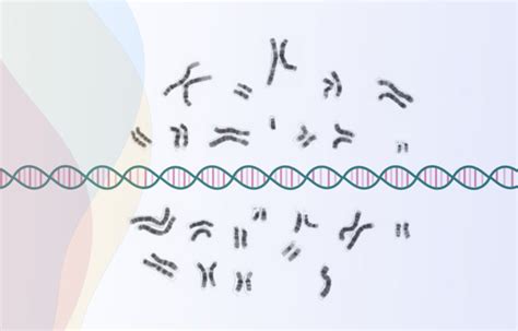 Are Y Linked Traits Always Expressed Genetic Education