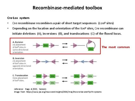 Recombinasemediated Toolbox Crelox System Cre Recombinase Recombines A