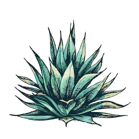Maguey Dibujo