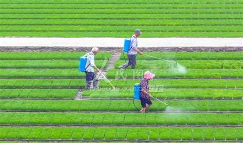江苏海安管护秧苗保丰产 人民图片网