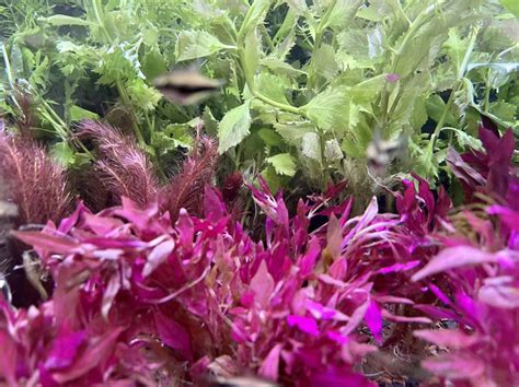 Gallery Fluid Dynamics International