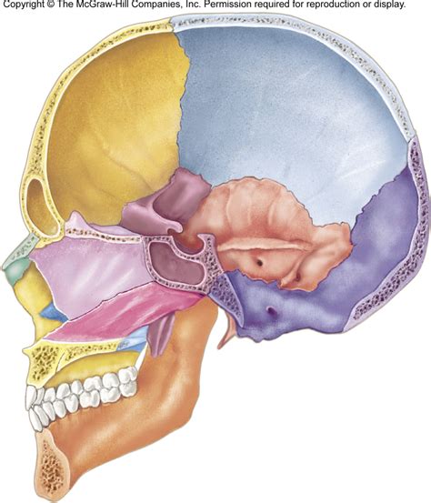 Sagittal View Of Skull