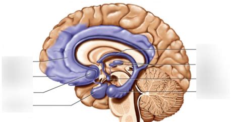 Diagram Of Limbic Structures And System Quizlet
