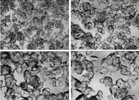 Sugar Particle Size And Shape Analysis Pssa Jm Canty