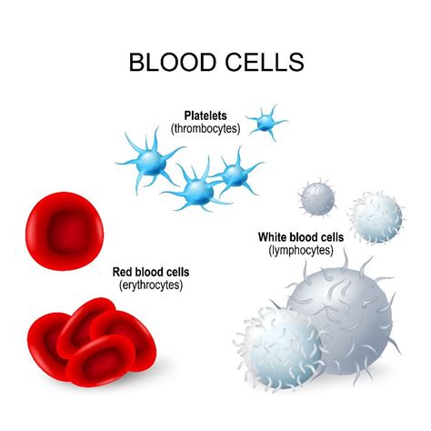 Platelets Cells