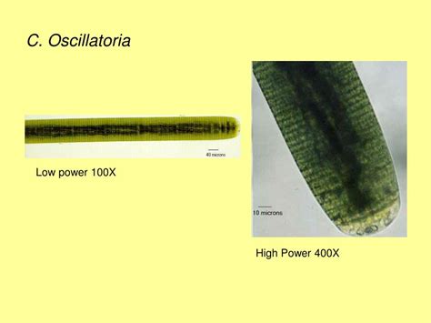 Oscillatoria Diagram