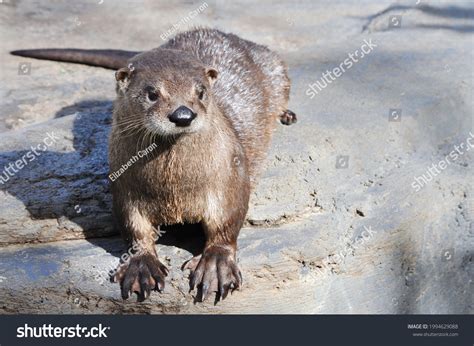 653 Imágenes De Otter Feet Imágenes Fotos Y Vectores De Stock
