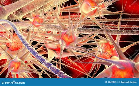 Réseau Neuronal Illustration Stock Illustration Du Biologie 37428451