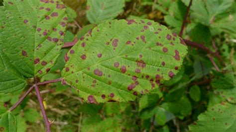 Angular Leaf Spot On Cucumber And Plants Causes And Control