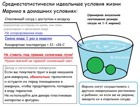 Уход за Маримо морской мох в 2025 г Растения Картинки Стеклянный сосуд