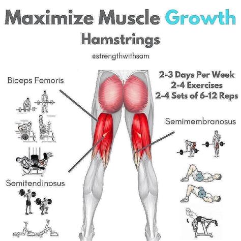 Hamstring Muscle Exercise