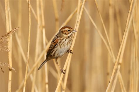 리드 멧 크 여성에 게 갈 대의 씨앗에 먹이를 주는 카디프 베이 습지 자연 보호 구역 갈대속 벼과에 대한 스톡 사진 및 기타 이미지 Istock