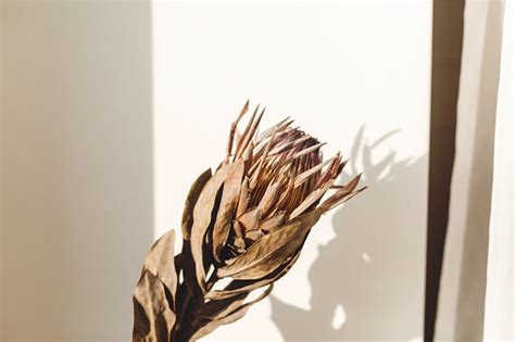 그림자와 햇빛에 말린 프로 테아 복사 공간이있는 흰색 배경에 햇볕이 잘 드는 따뜻한 빛에 마른 프로 테아 꽃 창조적 인 이미지 세련된 디자인 요소 0명에 대한 스톡 사진 및