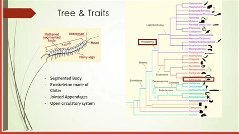 Assignment 7 Protostomes Video Youtube