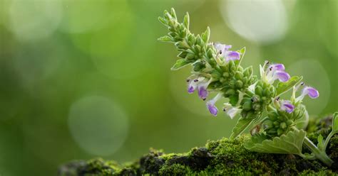 The Dos And Donts Of Catnip