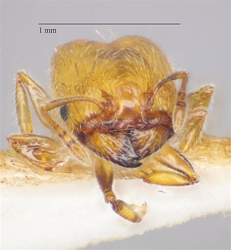 Pheidole Bugguidenet