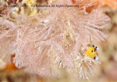 コケムシ図鑑 Bugula sp フサコケムシの仲間 大瀬崎図鑑