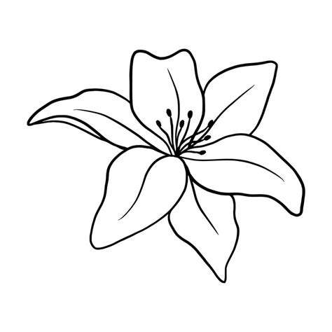 Day Lily Outline