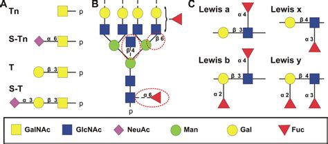Glycan Structures Associated With Cancer Diseases A Four Truncated Download Scientific