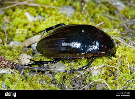 Greater Silver Beetle Great Black Water Beetle Great Silver Water Beetle Diving Water Beetle