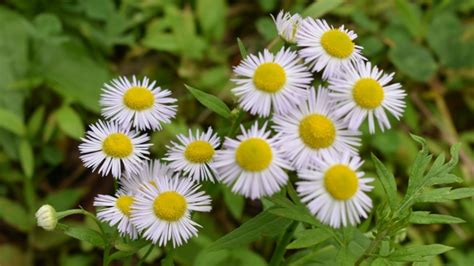 How To Plant Grow And Care For Daisy Fleabane