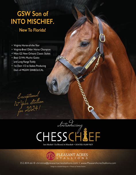 Chess Chief Intro Ad Pleasant Acres Stallions