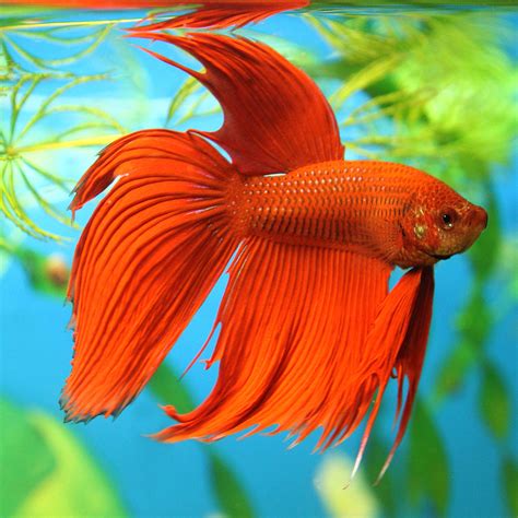 Betta Fish Food Betta Fish Care