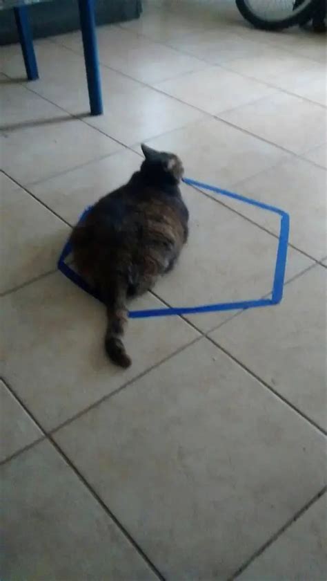 What A Sucker Scrolller