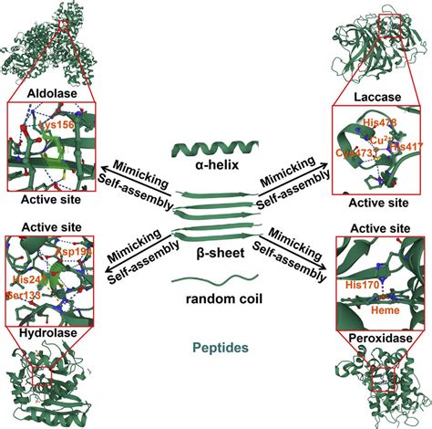 Constructing Peptide Based Supramolecular Biomimetic Artificial Enzymes