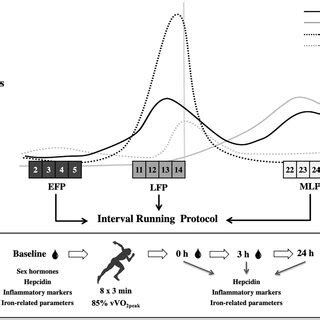 Experimental Protocol Performed In The EFP LFP And MLP Of The Download Scientific Diagram