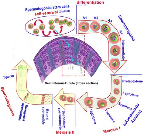 Schematic Presentation Of The Spermatogenesis Stages Anat2341 Lab 1
