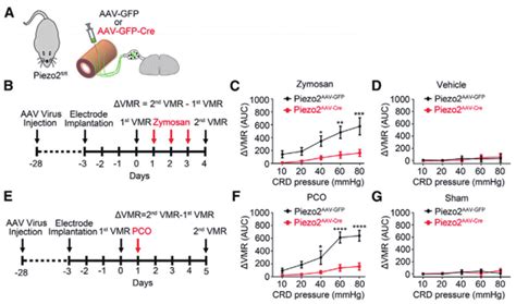 Virally Mediated Knockdown Of Piezo2 Function From Colon Innervating