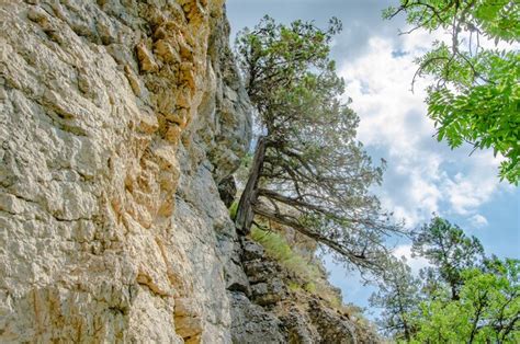 Premium Photo A Tree Grows On A Cliff Face Premium Photo A Tree Grows On A Cliff Face