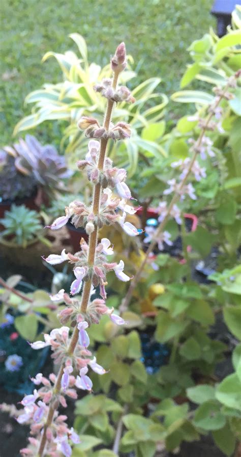 Plectranthus Amboinicus Flower