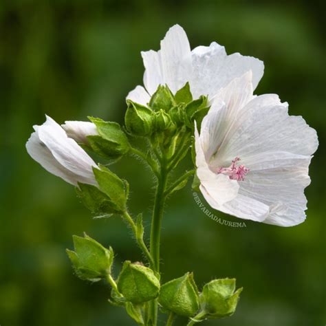 Comprar Malva Secas Para Chás Ou Banhos R600 Ervaria Da Jurema