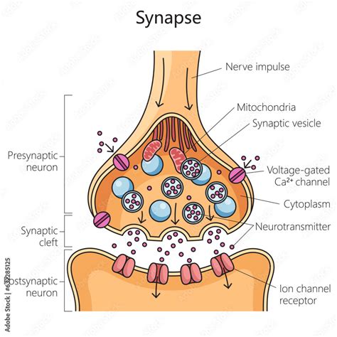 Scheme Of Nerve Synapse Chemical Synaptic Connection Diagram Schematic