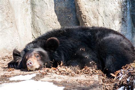 유토이미지 겨울잠자는 곰
