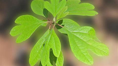 Sassafras Trees Have A Sweet History Hilton Head Island Packet