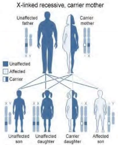 Patterns Of Inheritance D Flashcards Quizlet