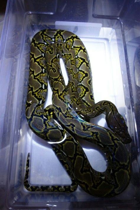 Pin By Dan Richardson On Malaysian Reticulated Python Reticulated