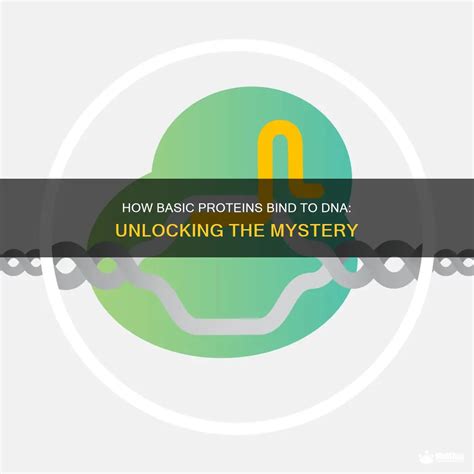 How Basic Proteins Bind To Dna Unlocking The Mystery Medshun