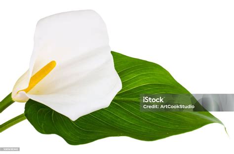 Beautiful Flower And Green Leaf Calla Isolated On White Background